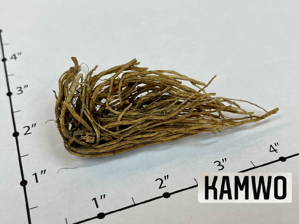 Long Dan Cao 龍膽草