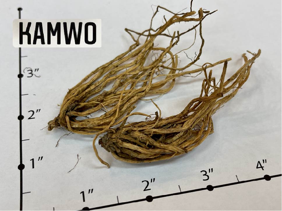 Long Dan Cao 龍膽草