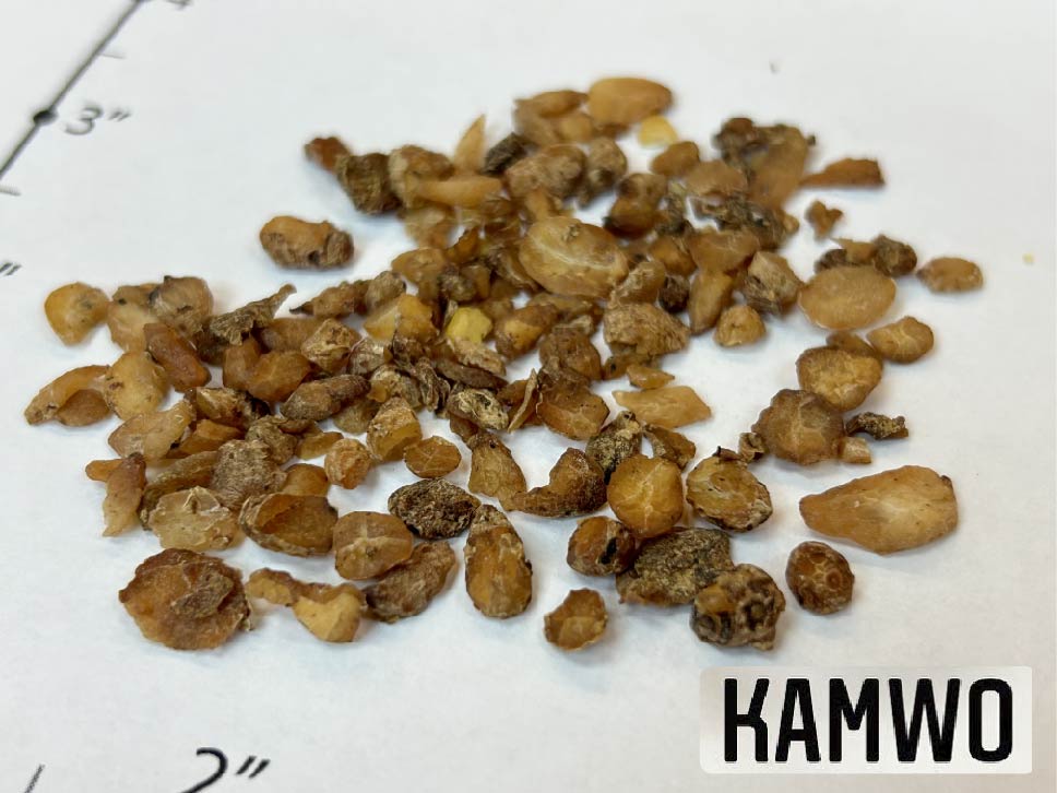 Ban Xia (Zhi) 製半夏